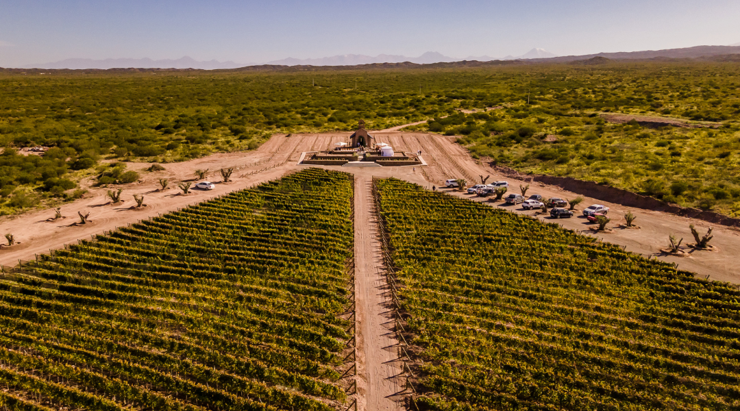 Luján de Cuyo, Mendoza – Ocico